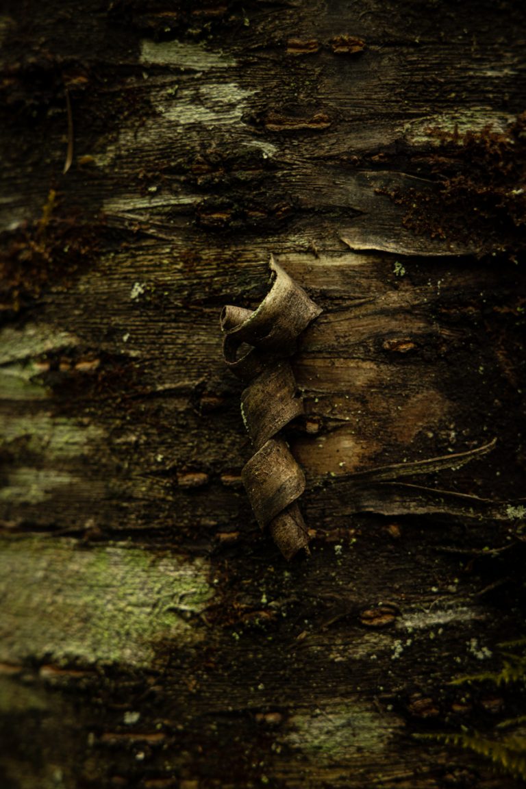 Abstract Nature Photography Creative Processes Redefined