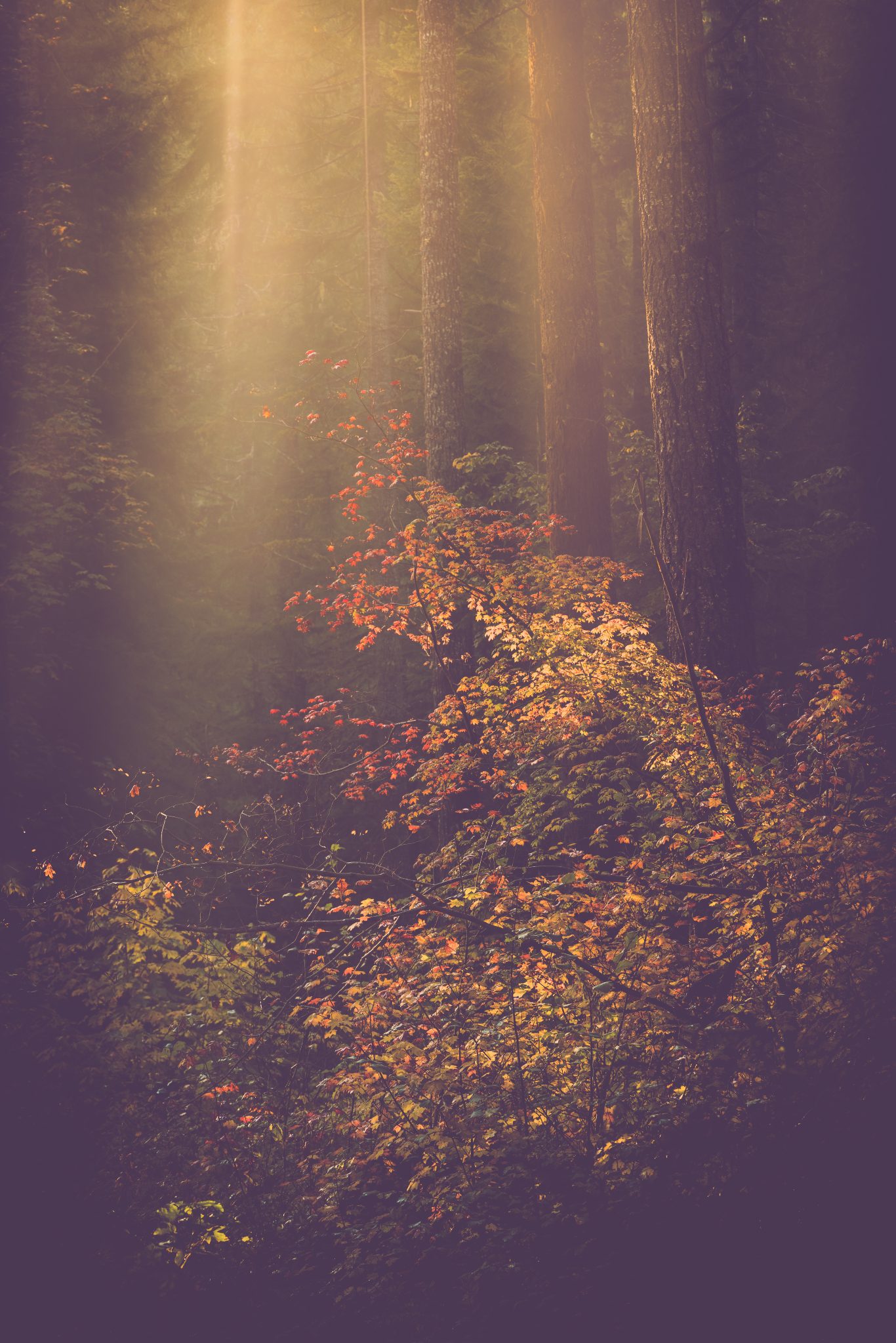 Oregon Landscape Photography - Coastal Views, Forests & Mountains