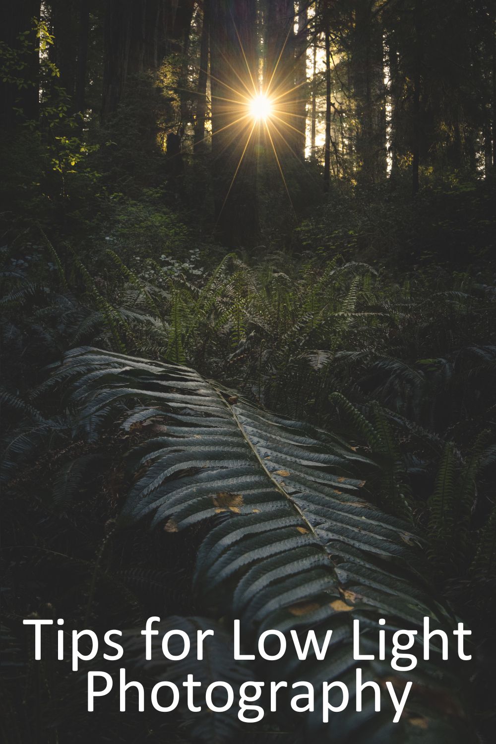 Mastering Low Light Photography - Jenn Richardson Photo